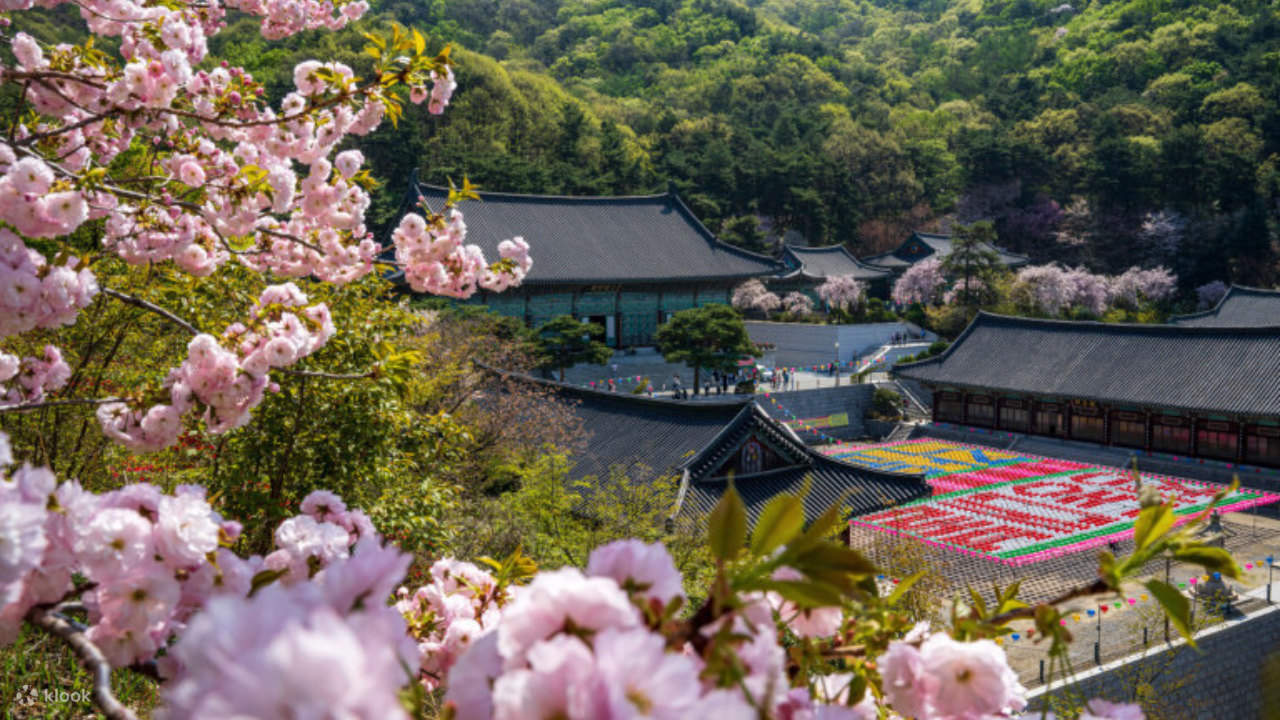 Tur Pasar Yesan Paik Jong Won x Kuil Gakwonsa untuk Melihat Bunga ...