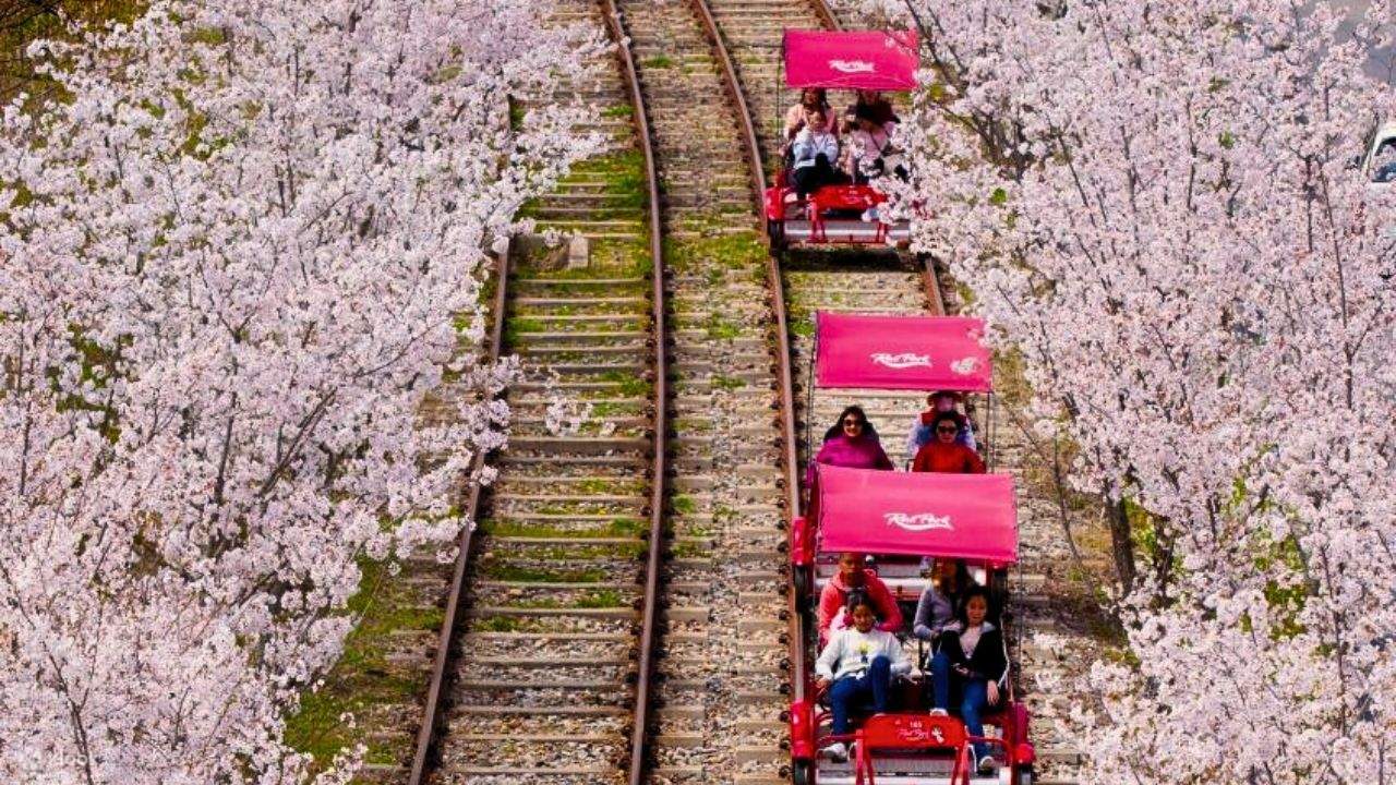 Eden Cherry Blossom Road x AQUAFIELD Jjimjilbang x Begonia Bird Park - Klook
