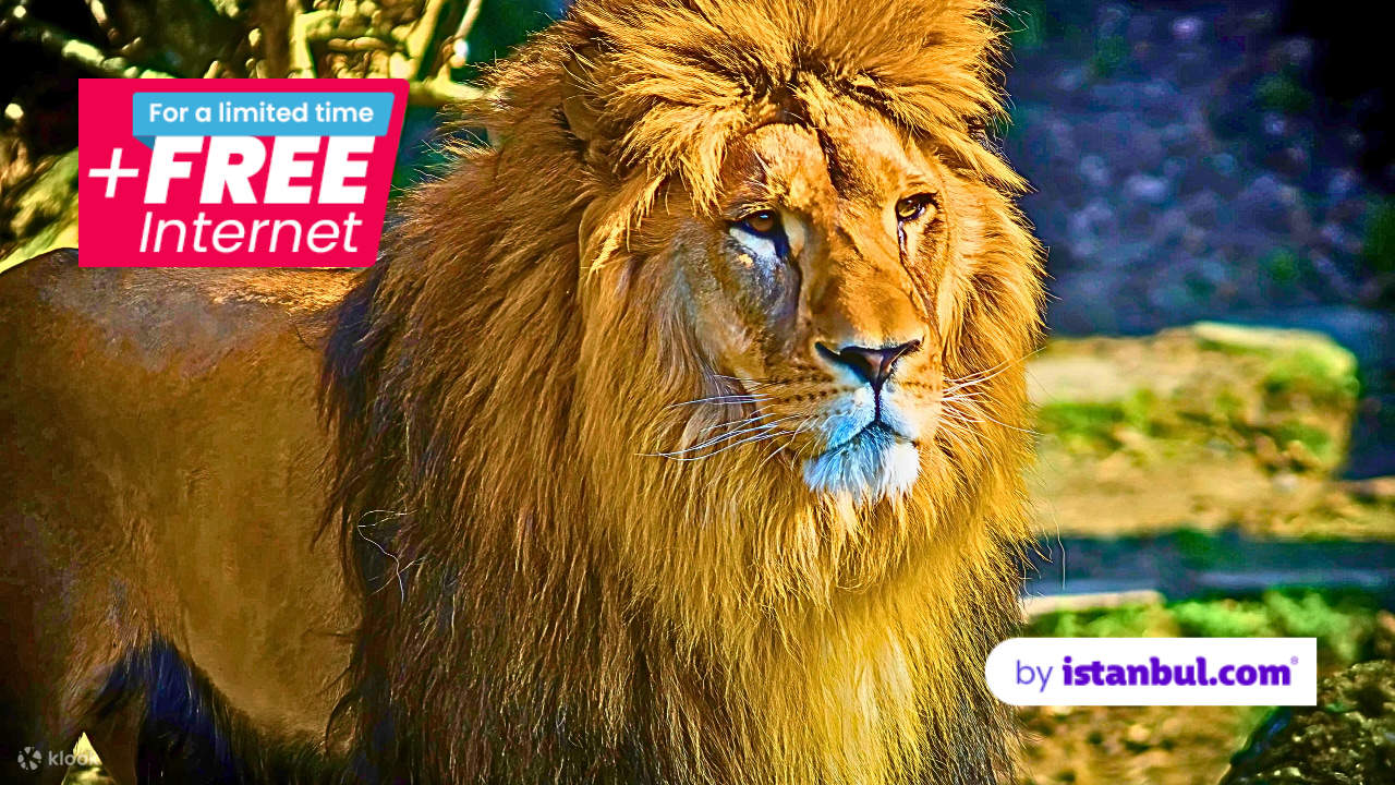 Lion Park Istanbul Zoo Ticket - Klook Hong Kong