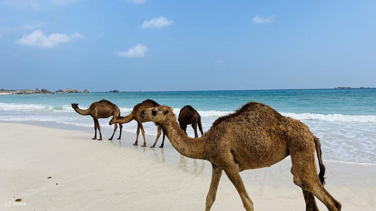 Salalah West Tour - Klook