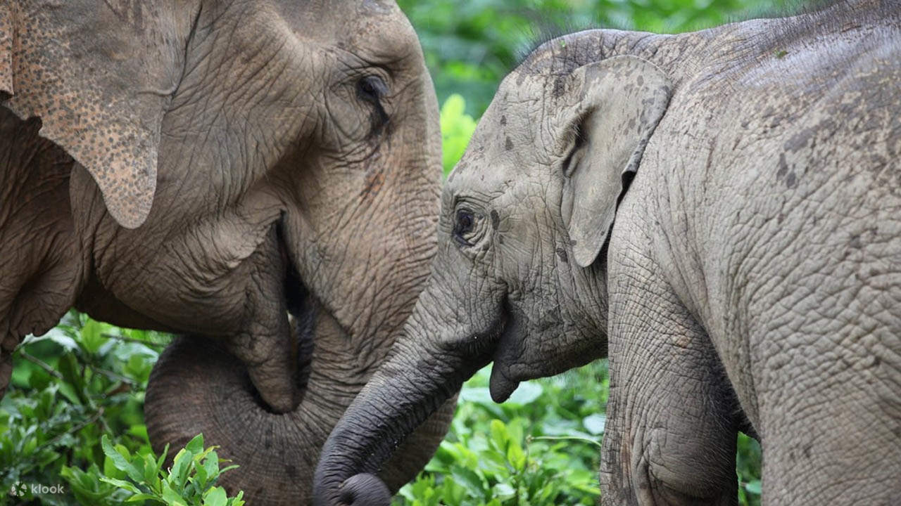 Explore Agra Wildlife SOS With Taj Mahal Sunrise Or Sunset - Klook Canada
