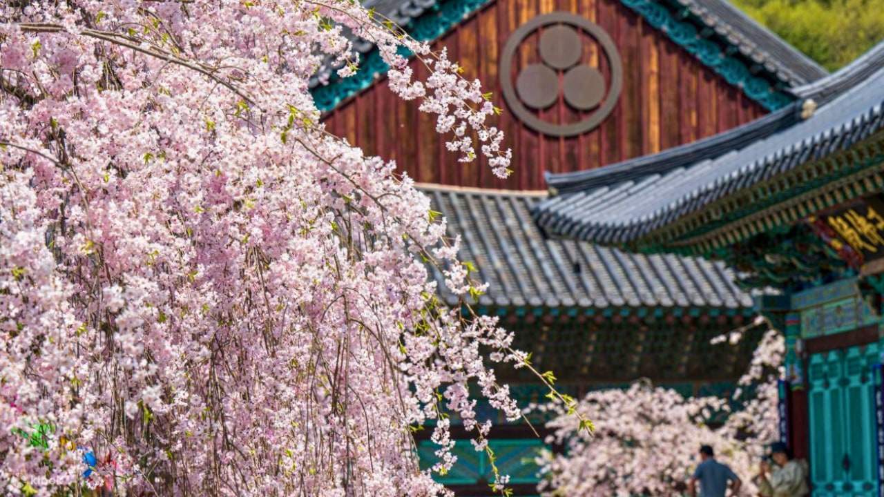 Tur Pasar Yesan Paik Jong Won x Kuil Gakwonsa untuk Melihat Bunga ...