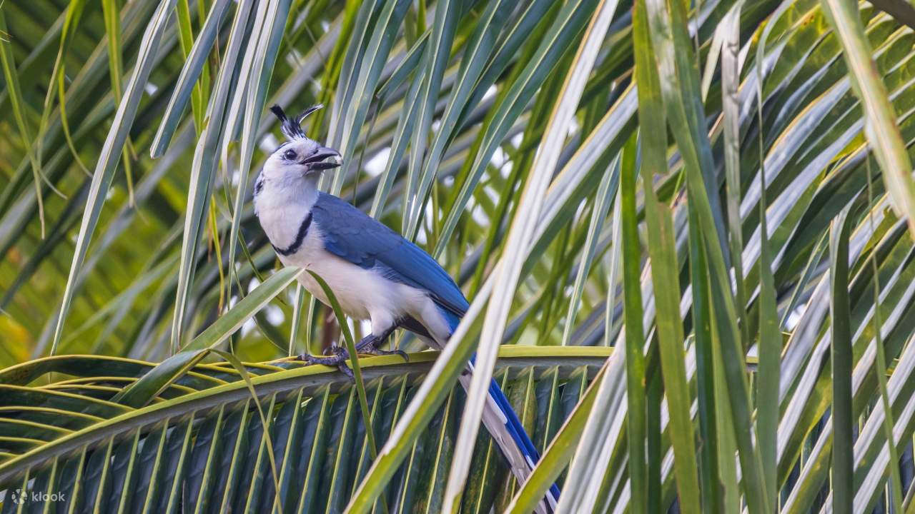 Tur Semalam ke Bharatpur Bird Sanctuary dari Delhi - Klook Indonesia
