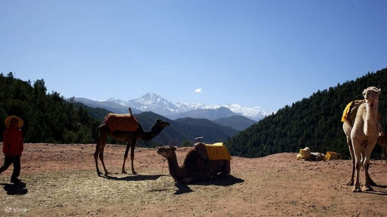Da Marrakech: gita di un giorno alla valle dell'Ourika sui monti Atlas ...