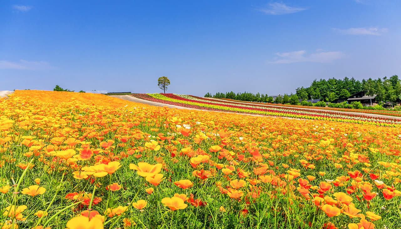 Hokkaido Zoo A Line Biei Aoike Elf Terrace One-Day Tour - Klook India