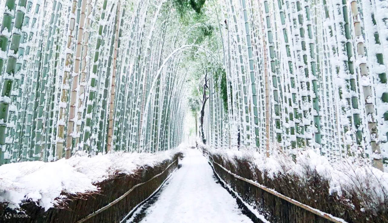 Kyoto Sanzen-in Temple & Sagano Scenic Railway & Sagano Bamboo Forest ...