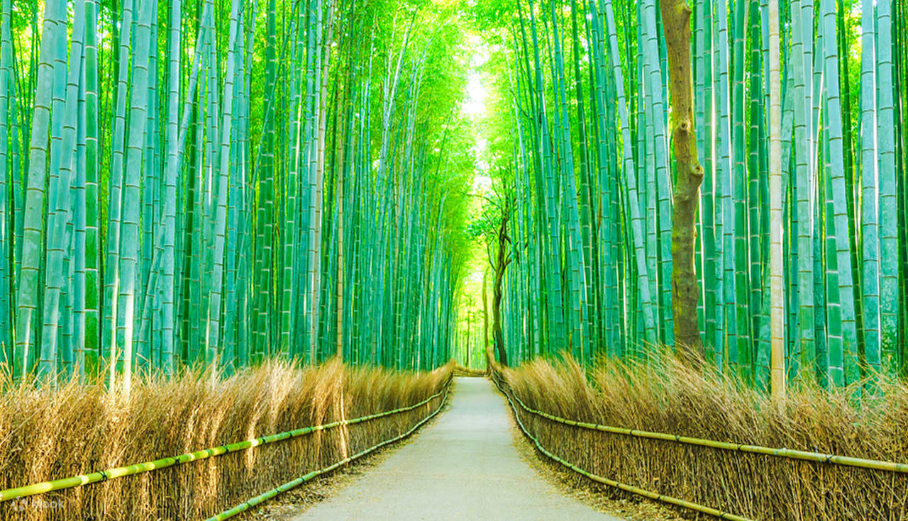 Kyoto Sanzen-in Temple & Arashiyama Train & Sagano Bamboo Forest Trail ...