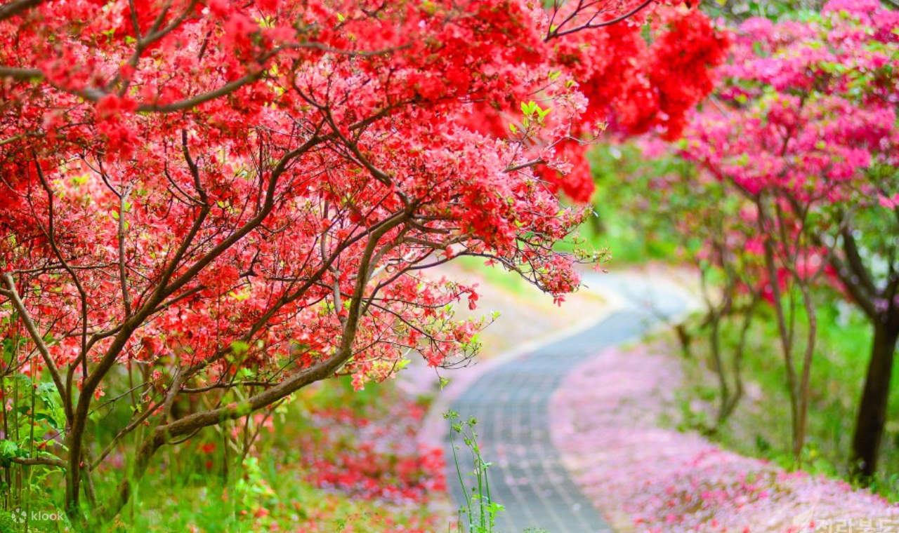 Jeonju Maisan Mountain Cherry Blossom Day Tour - Klook
