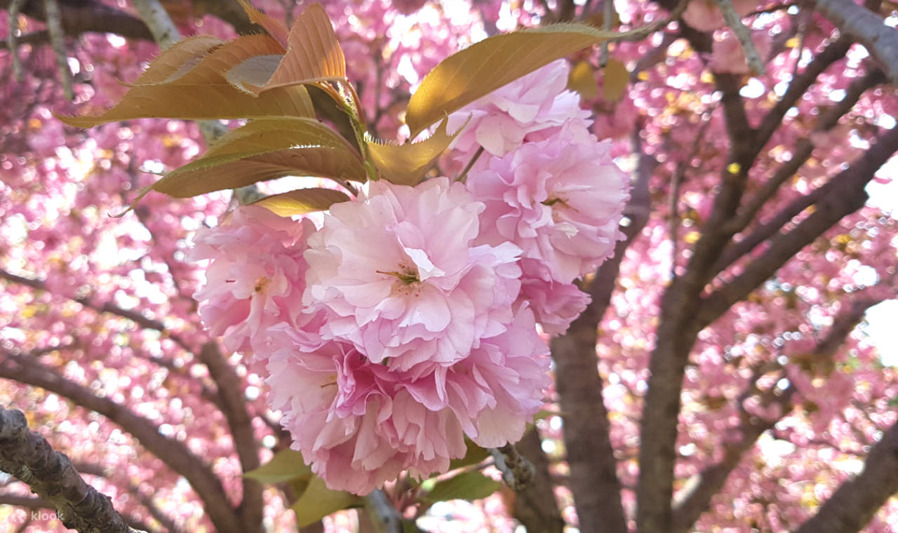 Gyeongju Bulguksa Temple Cherry Blossom Flower Day Tour - Klook United ...