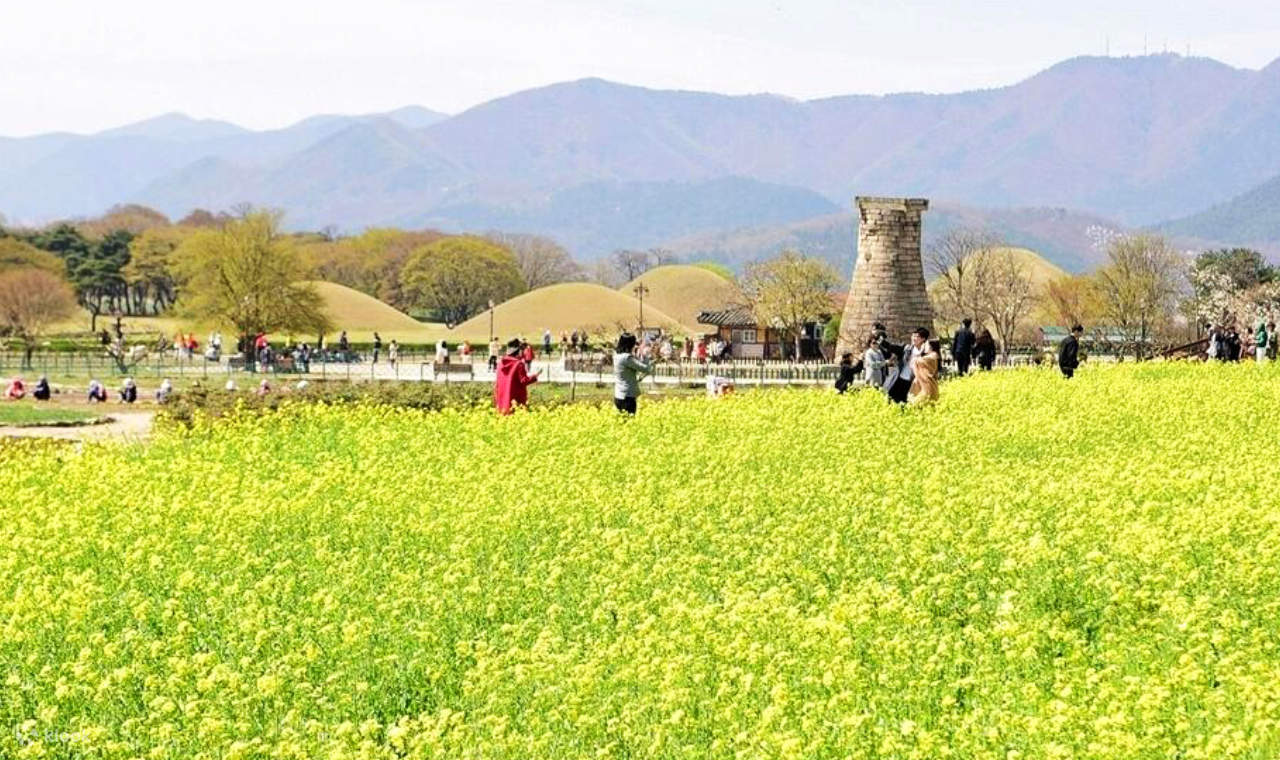 Gyeongju Bulguksa Temple Cherry Blossom Flower Day Tour - Klook Canada