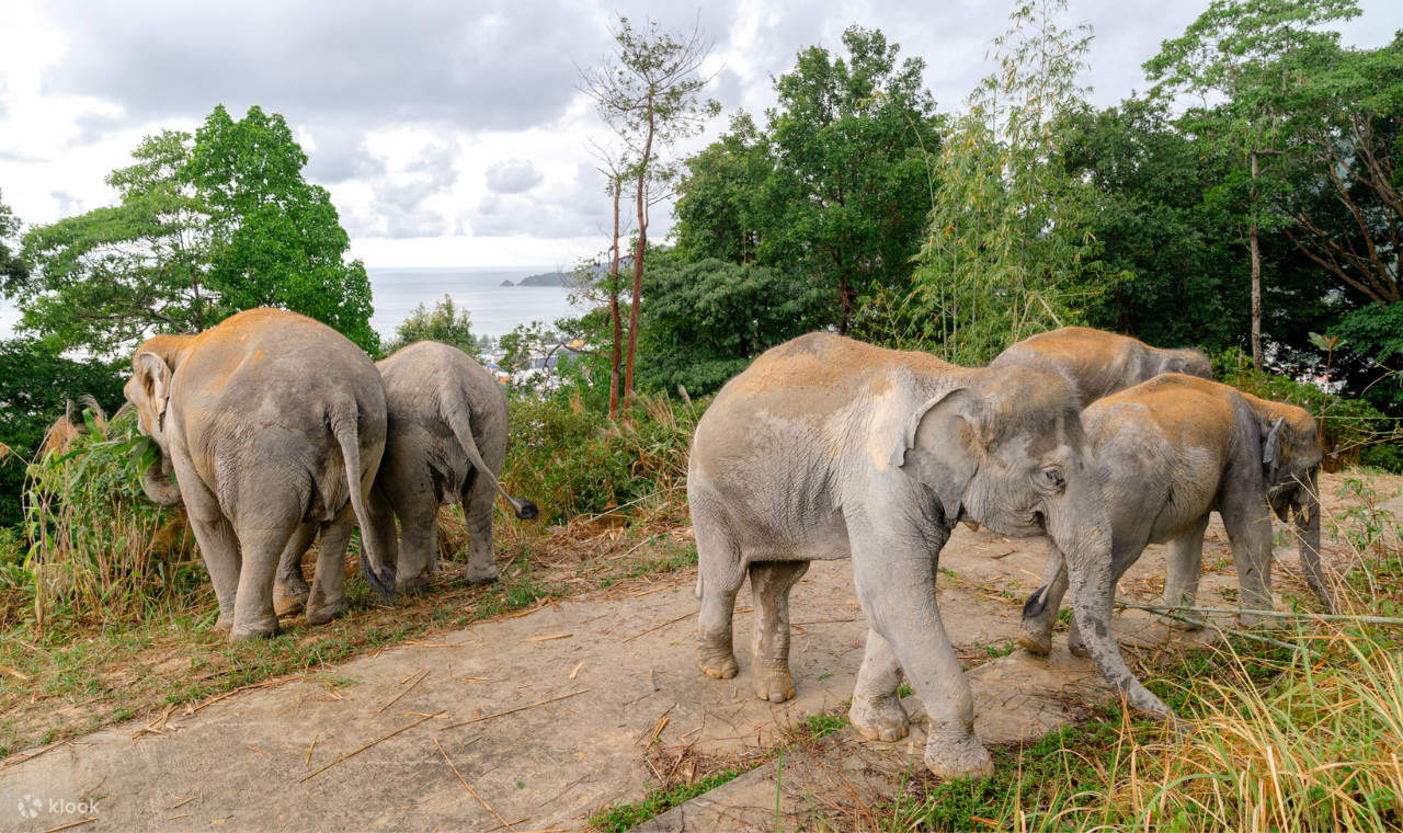 Aventure combinée au village des éléphants de la tribu des collines de ...
