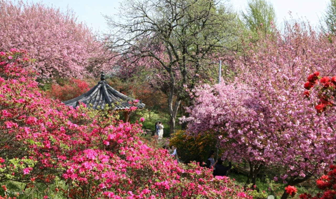 Jeonju Maisan Mountain Cherry Blossom Day Tour - Klook Singapore