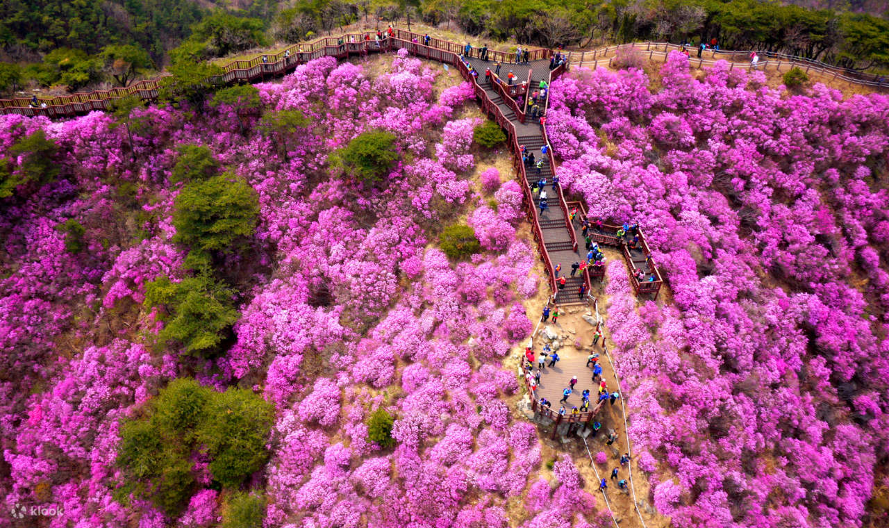 Ganghwado Azalea Festival Day Tour - Klook Singapore