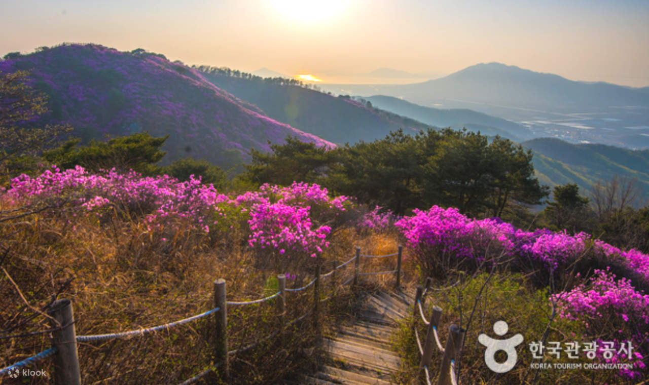 Ganghwado Azalea Festival Day Tour - Klook United Kingdom