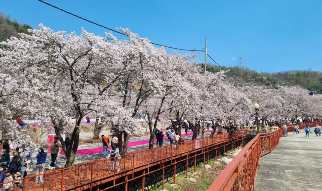 Tur Sehari Sepeda Rel Pulau Nami Jalan Bunga Sakura Gapyeong Eden ...