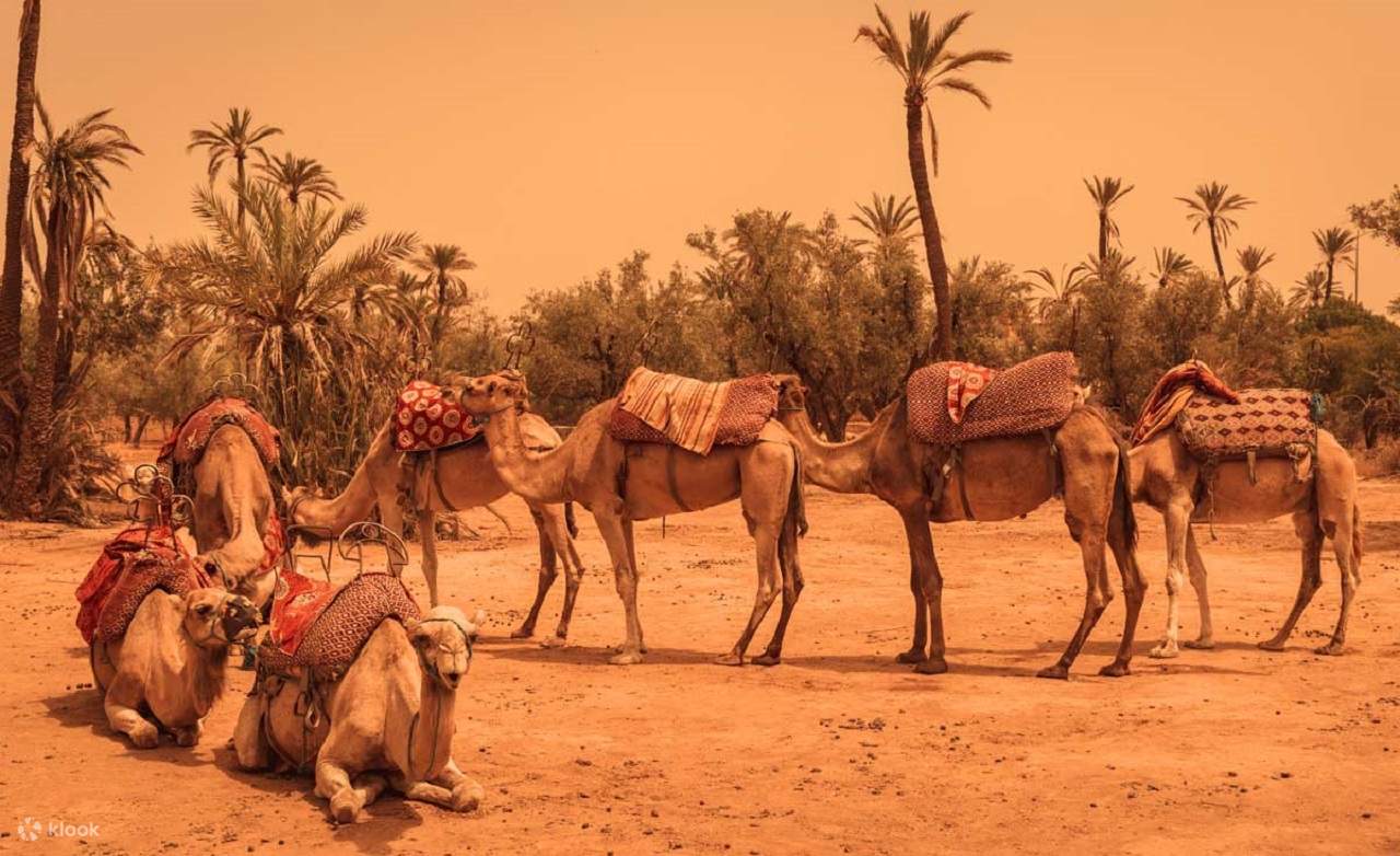 Discover Marrakech: Camel Ride in Palmeraie - Desert Adventure - Klook ...