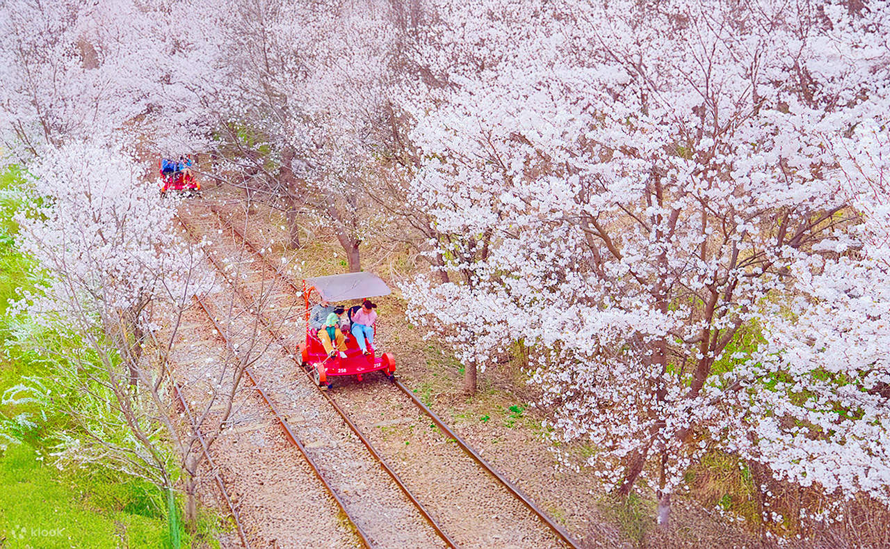 Cherry Blossom Day Tour from Seoul: Nami Island, Rail Bike & Alpaca ...