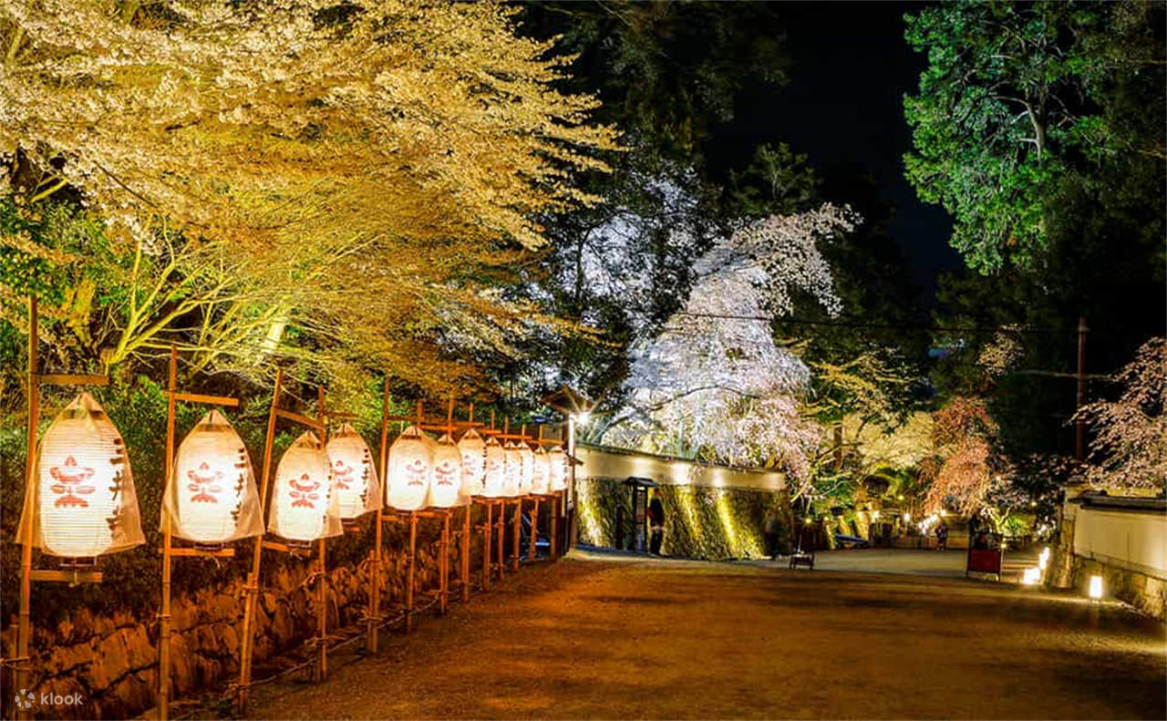 Cherry Blossom Season Only - Kansai Miho Museum/Omihachiman & Mitsui ...