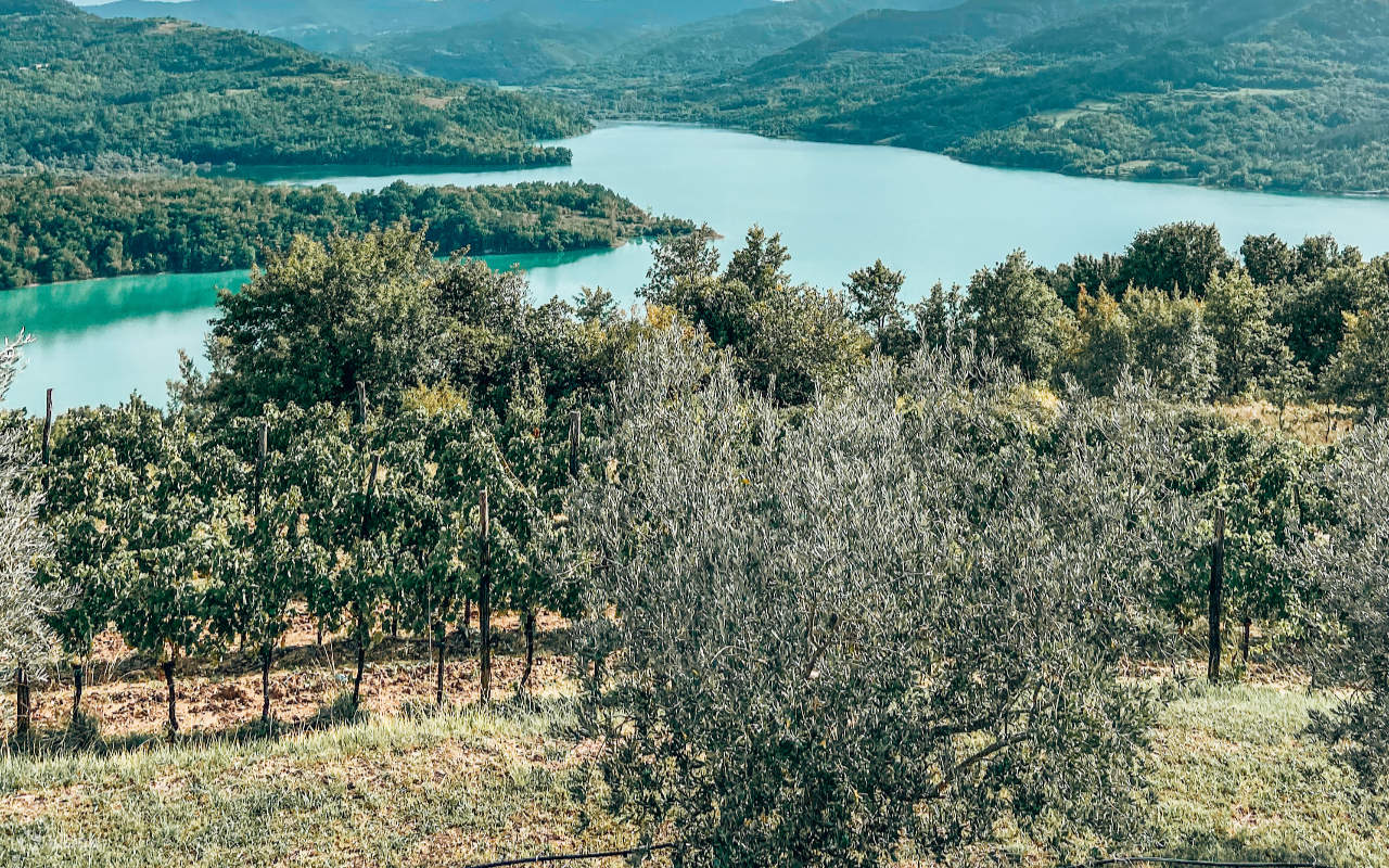 Truffle Hunting and Gourmet Tasting with the Karlic Family - Klook New ...