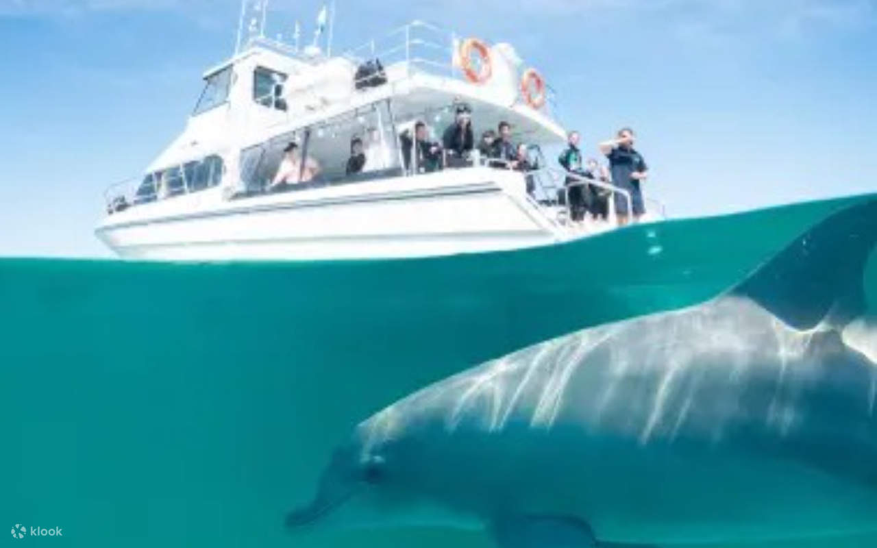 Swim with Wild Dolphins Experience in Perth - Klook Canada