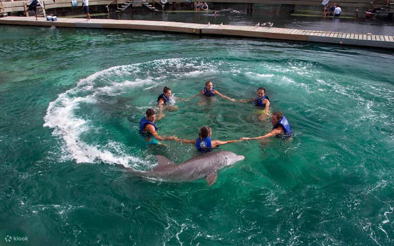 Swim with Dolphins Experience In Delphinus Xcaret - Klook Malaysia