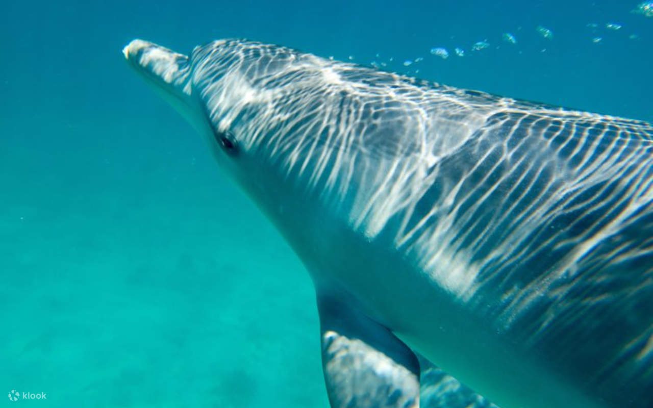 Swim with Wild Dolphins Experience in Perth - Klook Australia