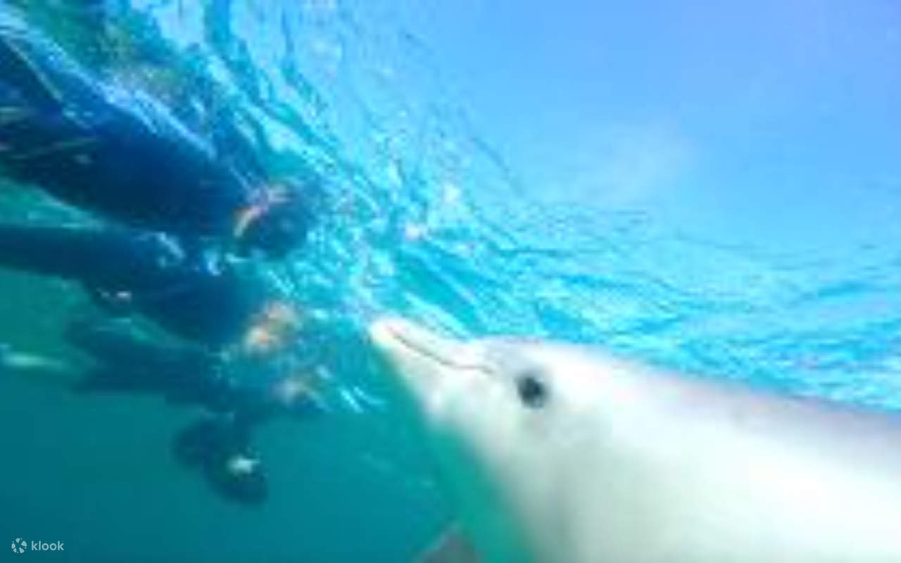 Swim with Wild Dolphins Experience in Perth - Klook United States