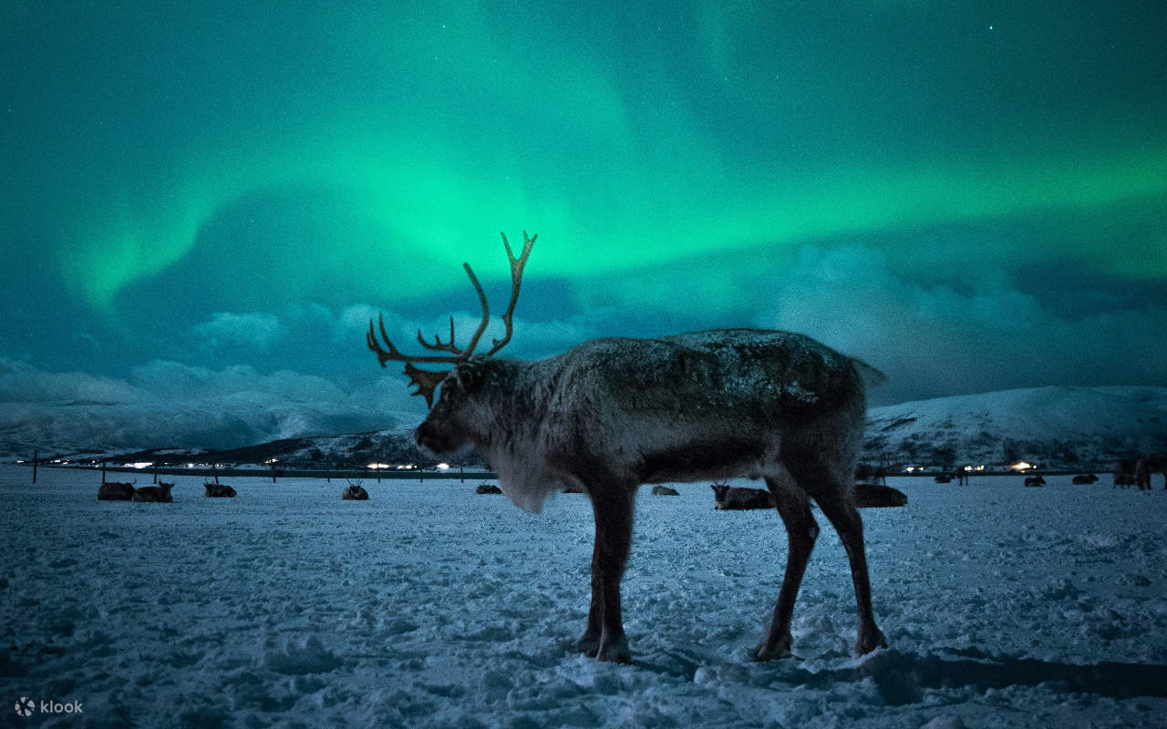 Reindeer Sledding & Dinner With Northern Lights In Tromso - Klook New ...