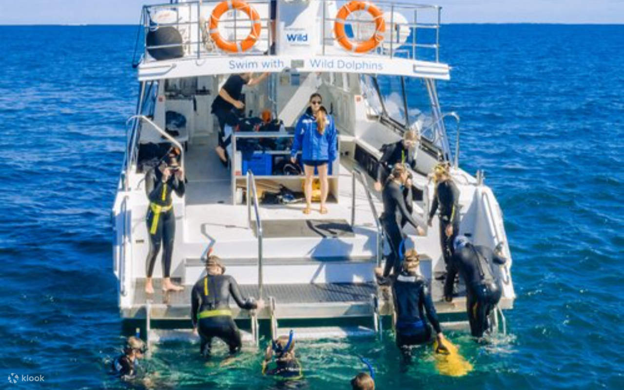 Swim with Wild Dolphins Experience in Perth - Klook New Zealand