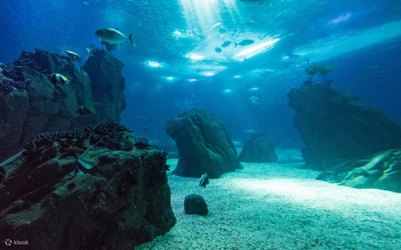 Punta Nizuc and MUSA Underwater Museum Snorkeling Experience - Klook ...