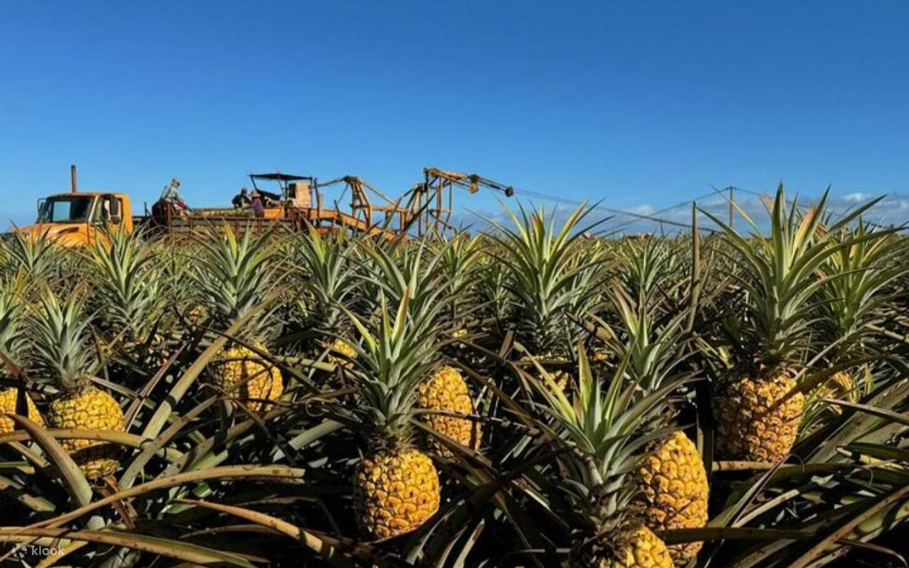 North Shore and Dole Pineapple Farm Tour - Klook United Kingdom