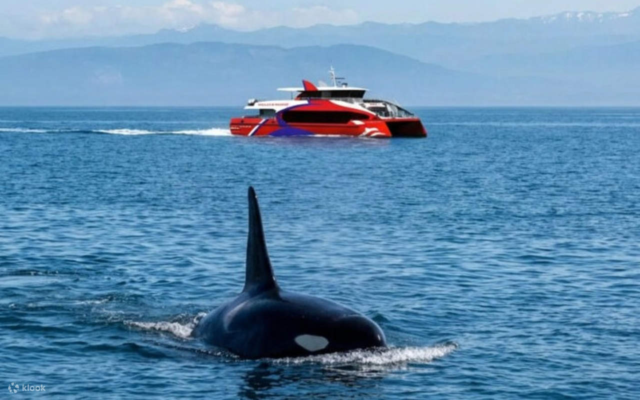 Whale & Wildlife Watching Tour From Seattle - Klook United Kingdom