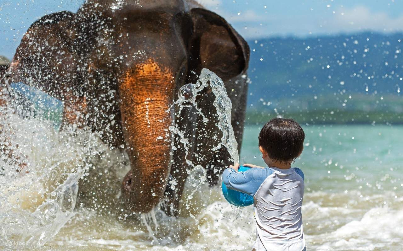 1 Day Join In Elephant Care Camp in Phuket - Klook Singapore