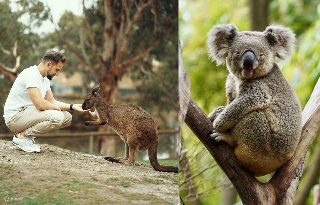 Melbourne: Penguin Parade, Koalas & Kangaroos Brighton Boxes Tour ...