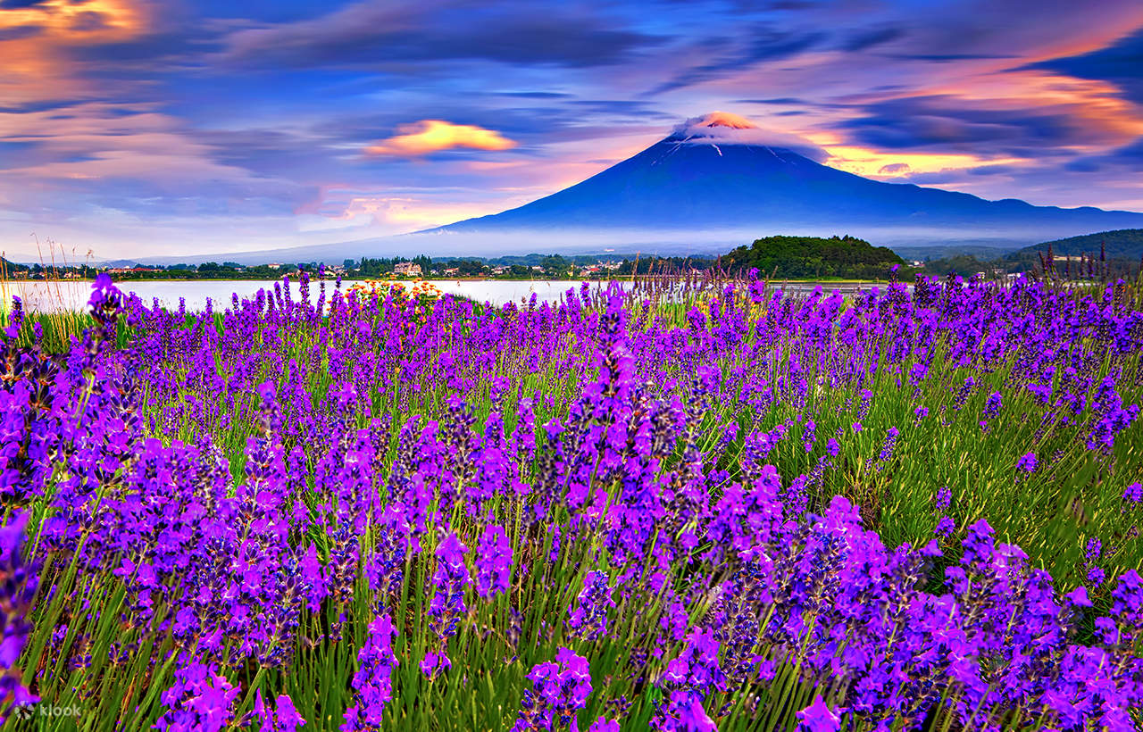 Mt. Fuji Arakurayama Sengen Park | Hikawa Clock Shop | Oshino Ninja ...