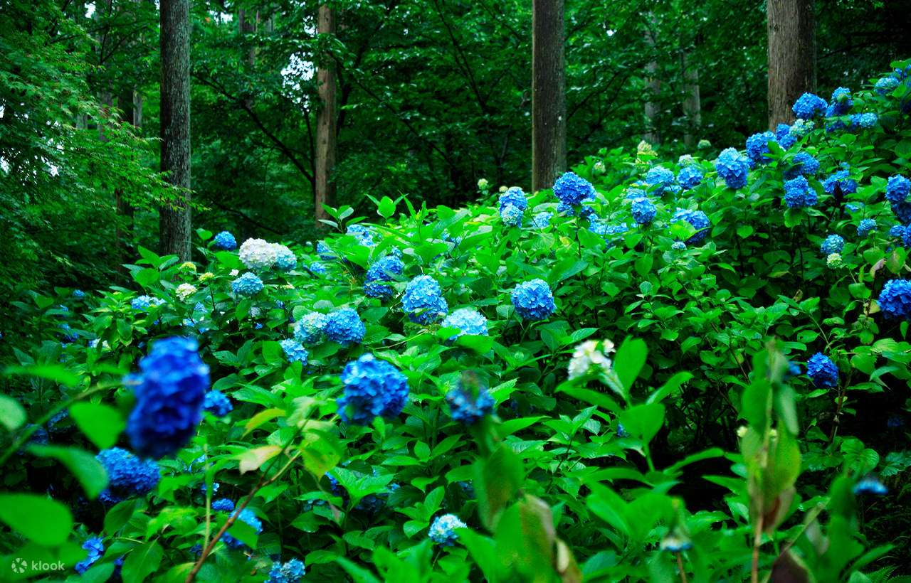 Santuario di Kifune a Kyoto, Tempio Sanzen-in, Ponte Togetsukyo ad ...