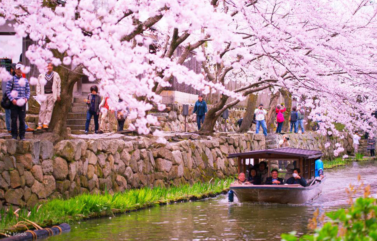 Cherry Blossom Season Only - Kansai Miho Museum/Omihachiman & Mitsui ...