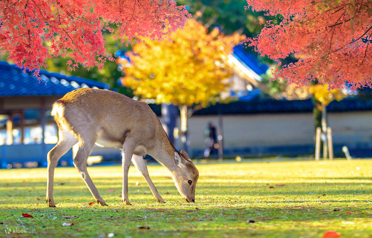 Nara Park & Todai-ji Temple & Kasuga Taisha Shrine & Uji & Byodo-in Temple & The Tale of Genji ...