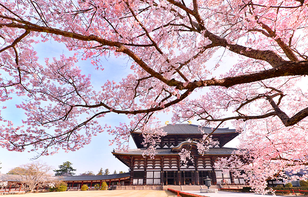 Cherry Blossom Season Only｜Nara Park, Todaiji Temple, Yoshinoyama ...