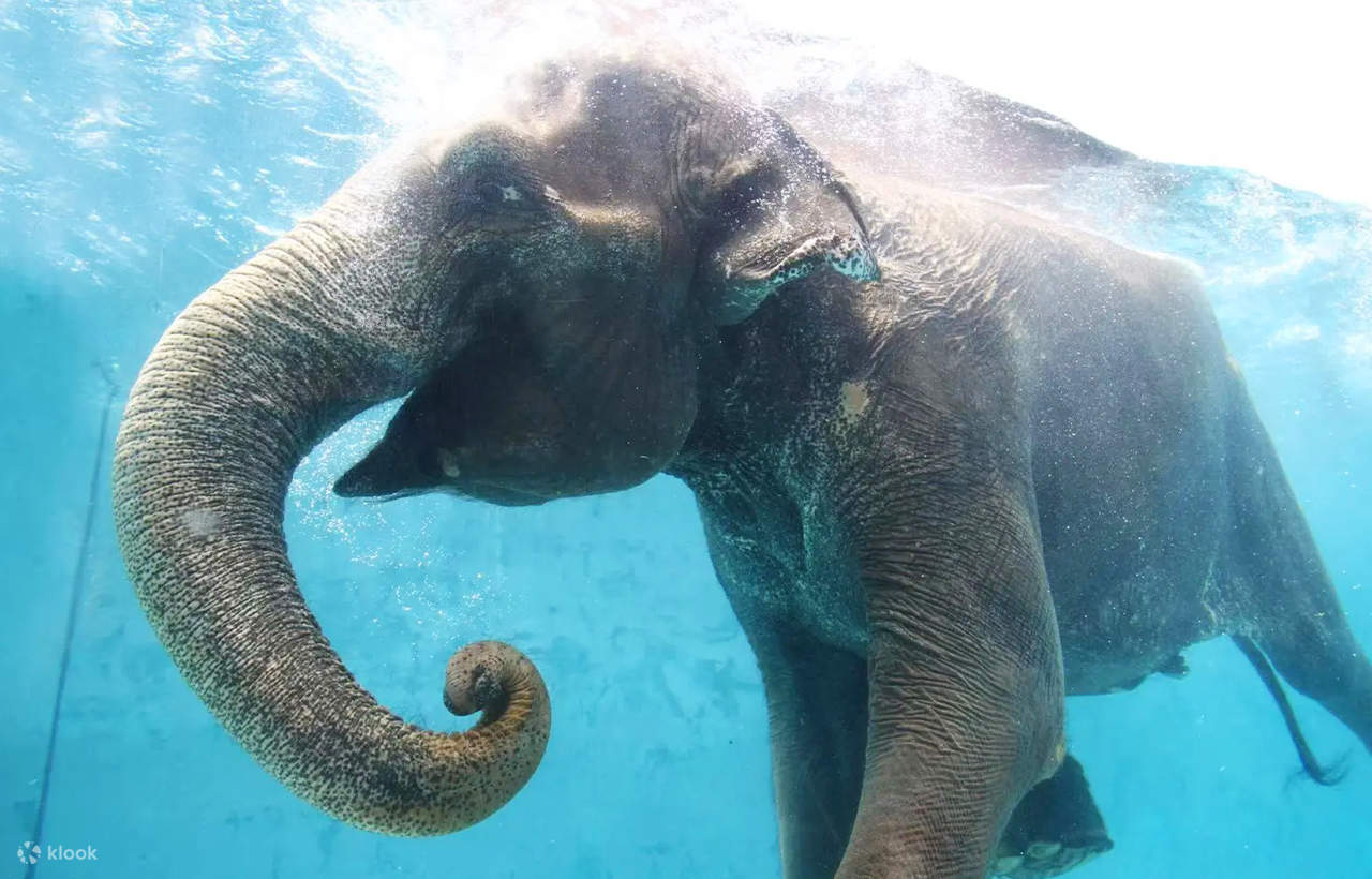 One-Day Tour of Fuji Safari Park, Oshino Hakkai, and Oishi Park - Klook ...