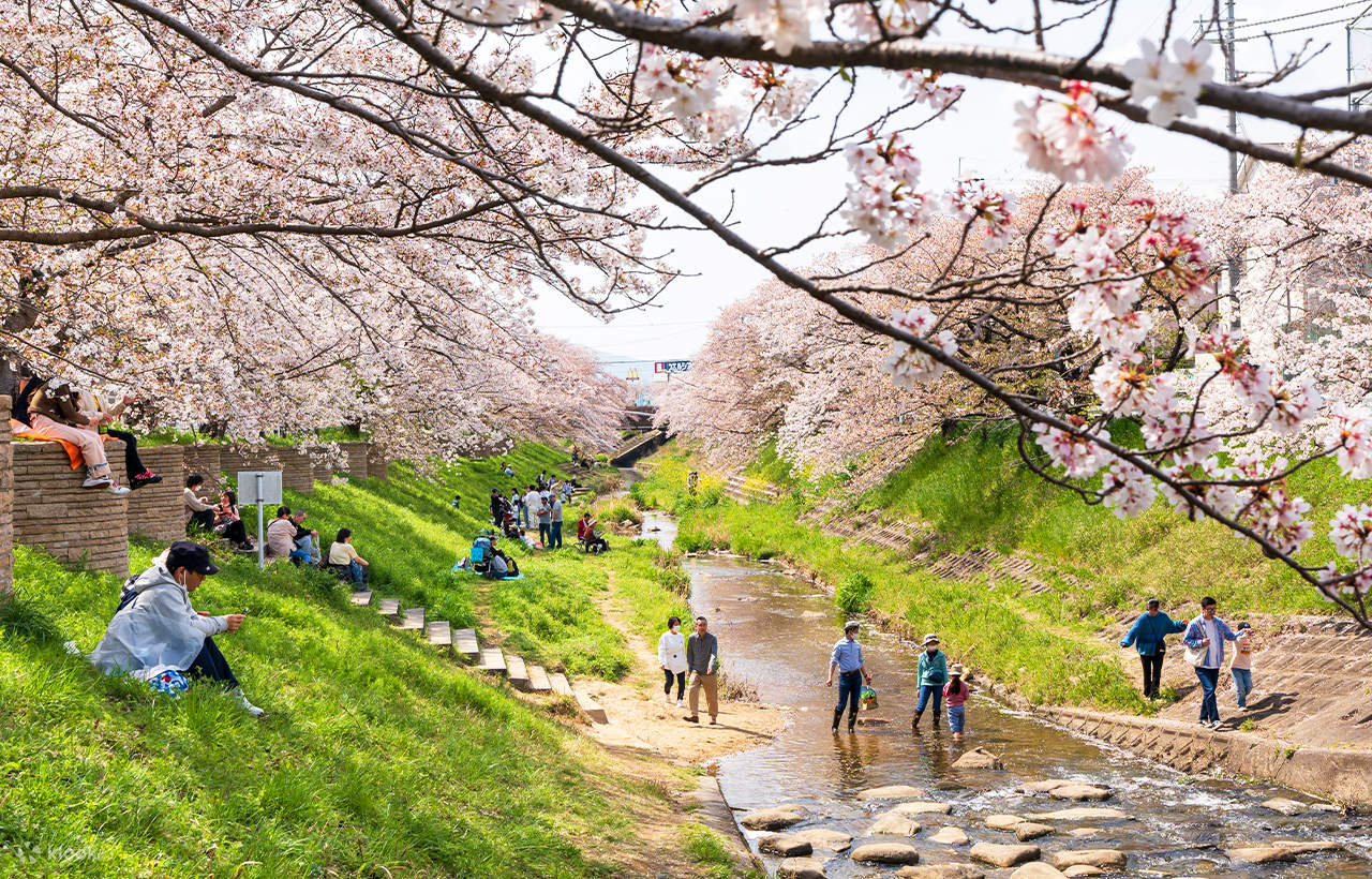 Nara Park & Todai-ji Temple & Kasuga Taisha Shrine & Uji & Byodo-in Temple & The Tale of Genji ...