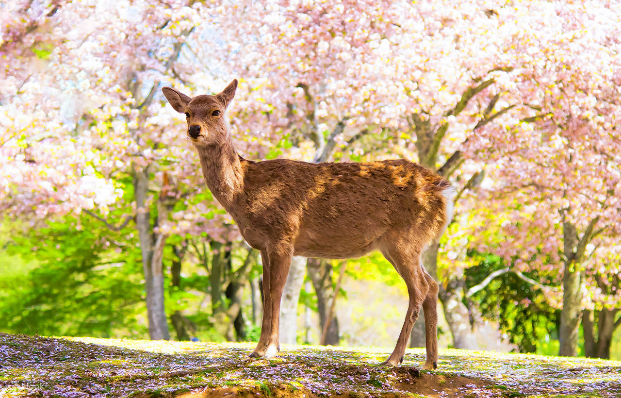 Nara Park & Todai-ji Temple & Kasuga Taisha Shrine & Uji & Byodo-in Temple & The Tale of Genji ...