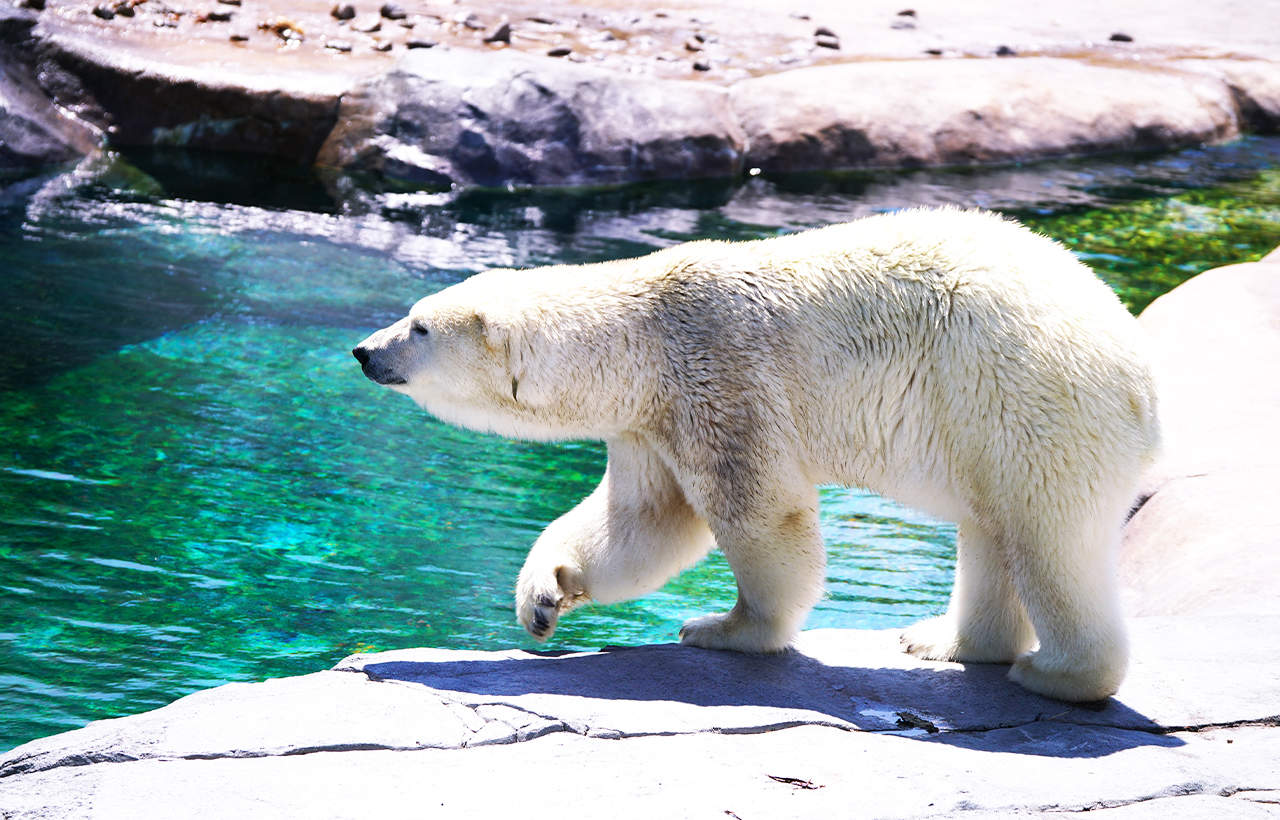 Hokkaido Zoo A Line Biei Aoike Elf Terrace One-Day Tour - Klook
