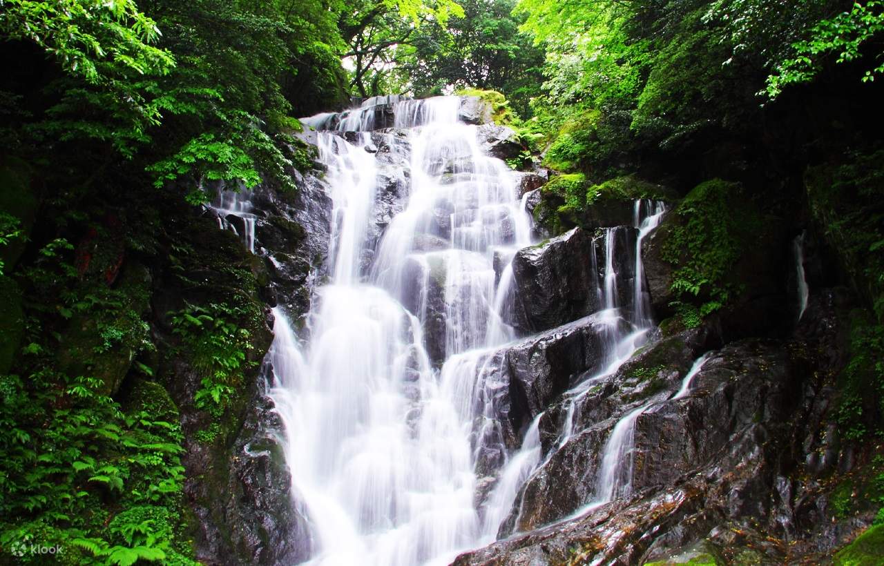 Kyushu Itoshima Secret Spots: A Day Trip to Sennyoji Totoro Forest ...