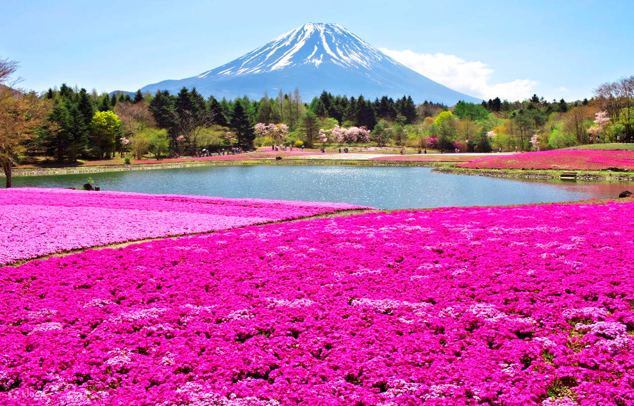 Mt. Fuji Arakurayama Sengen Park | Hikawa Clock Shop | Oshino Ninja ...