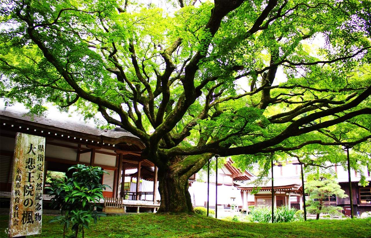 Kyushu Itoshima Secret Spots: A Day Trip to Sennyoji Totoro Forest ...