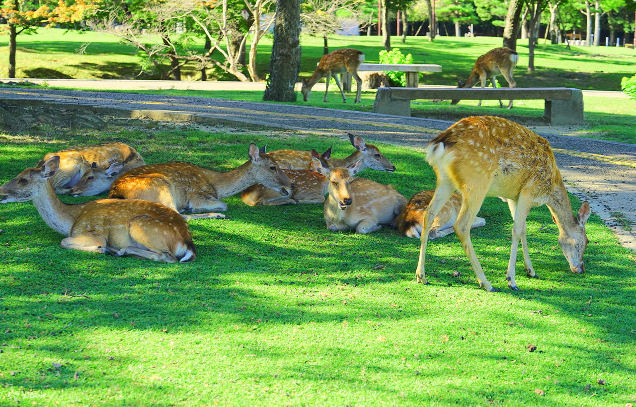 Nara Park & Todai-ji Temple & Kasuga Taisha Shrine & Uji & Byodo-in ...