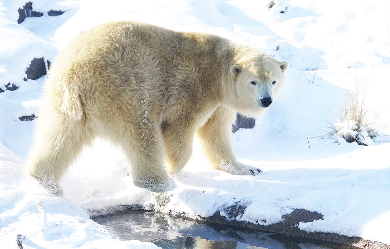 Hokkaido Route A: Asahiyama Zoo, Shiki-Sai-no-Oka Snow Fun, and Ningle ...