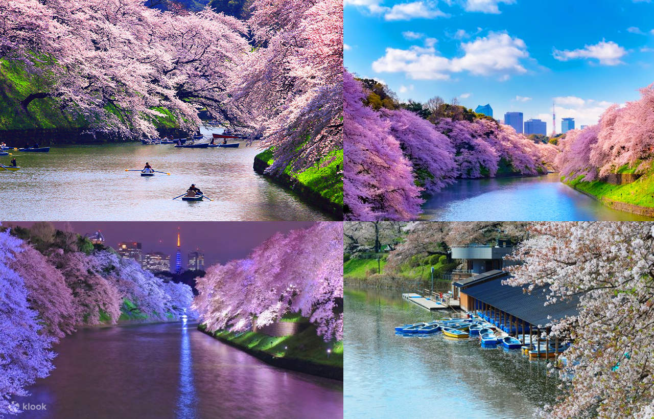 Cherry Blossom Season Exclusive - Night Cherry Blossoms・Tokyo Cherry ...