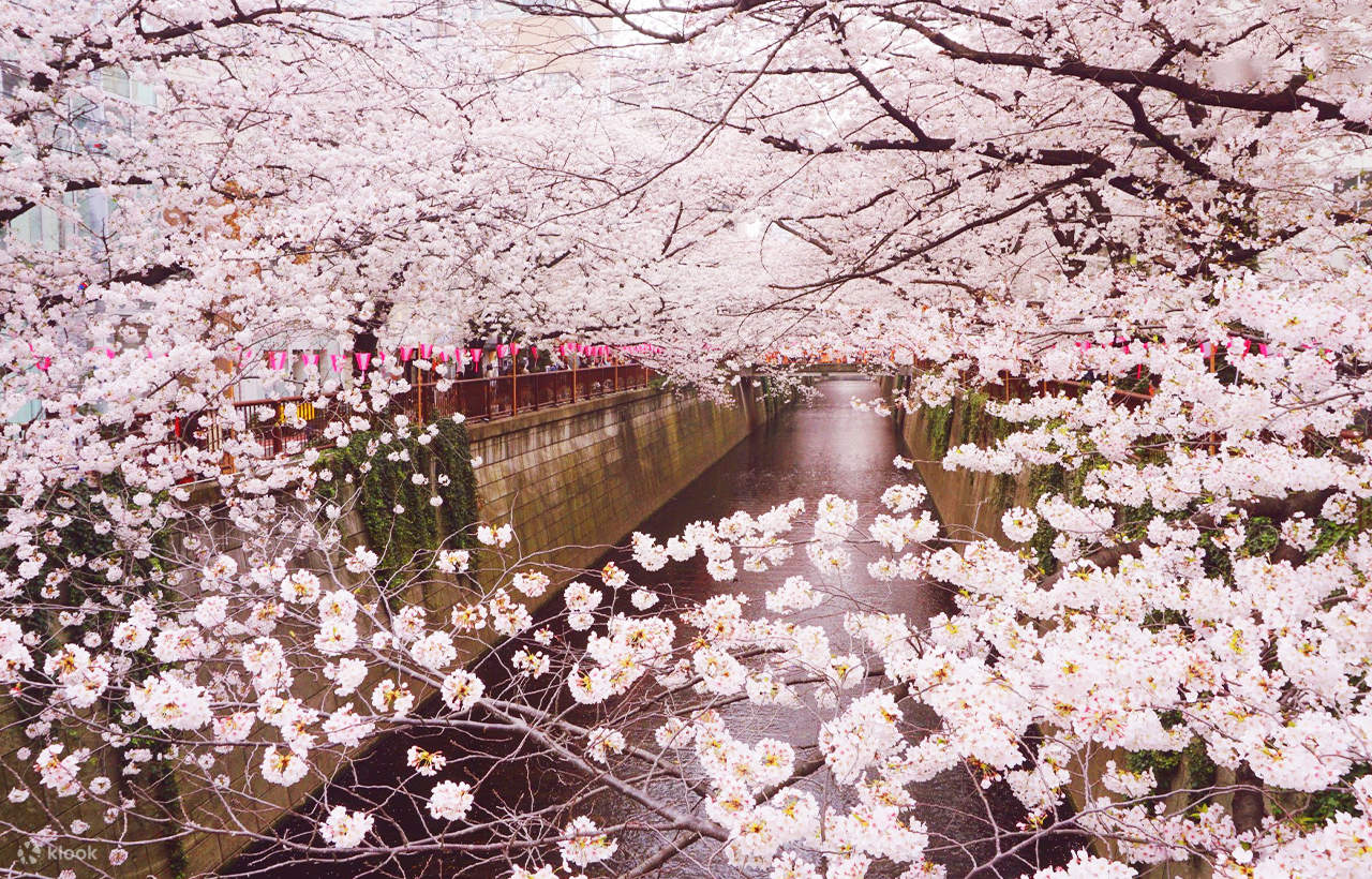 Cherry Blossom Season Exclusive | One-day tour to famous cherry blossom ...